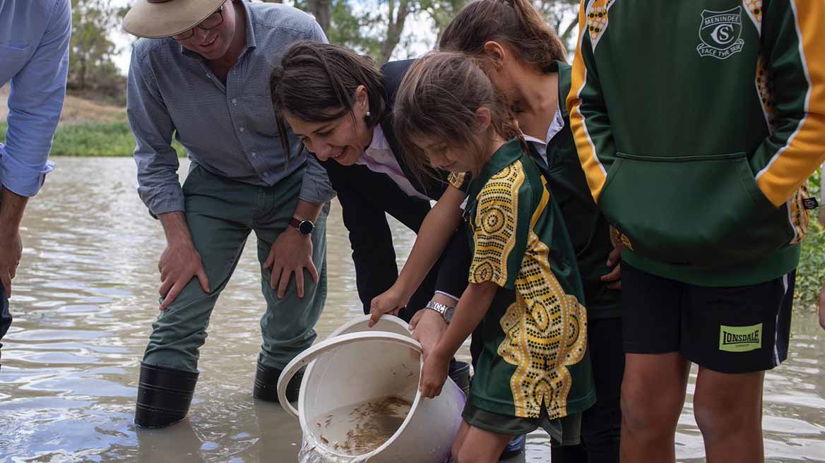 60,000 MURRAY COD RELEASED BACK INTO THE DARLING RIVER - Liberal Party NSW